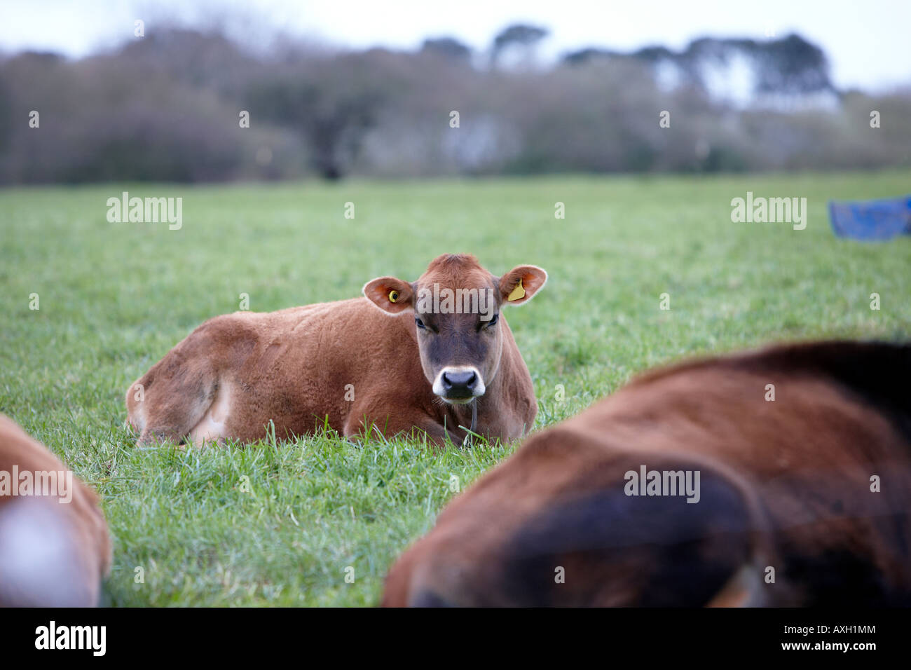 Jersey Cow Channel Islands Stock Photo - Alamy
