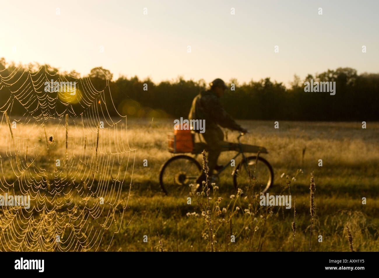 MORNING LIGHT ILLUMINATES A SPIDER WEB AS A DEER HUNTER RIDES BY ON ...