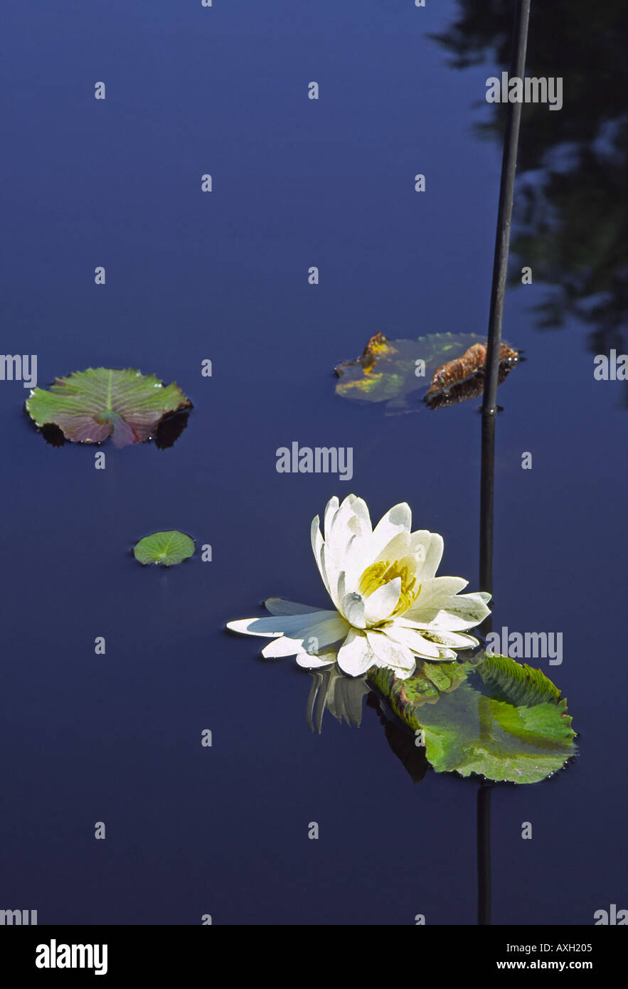 water lily in a pond Stock Photo - Alamy