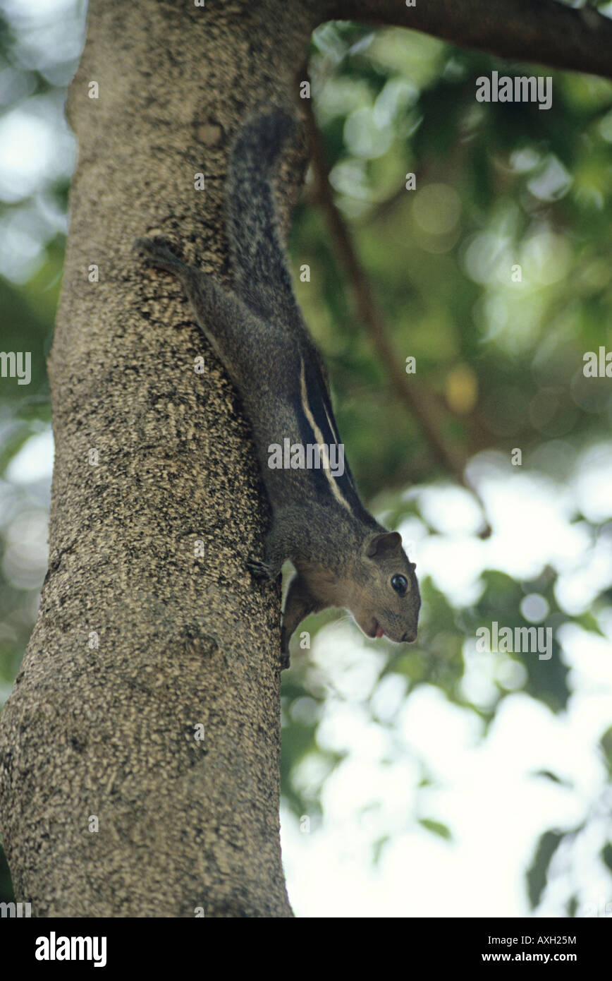 Three lined ground squirrel hi-res stock photography and images - Alamy