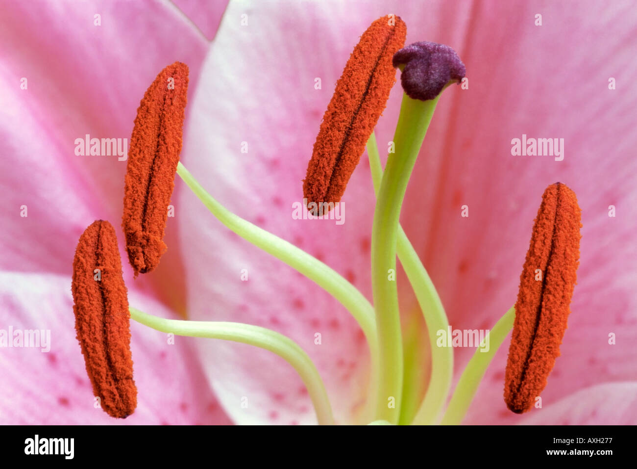 Close-up view of an inner part of a pink daylily flower showing plant’s ...
