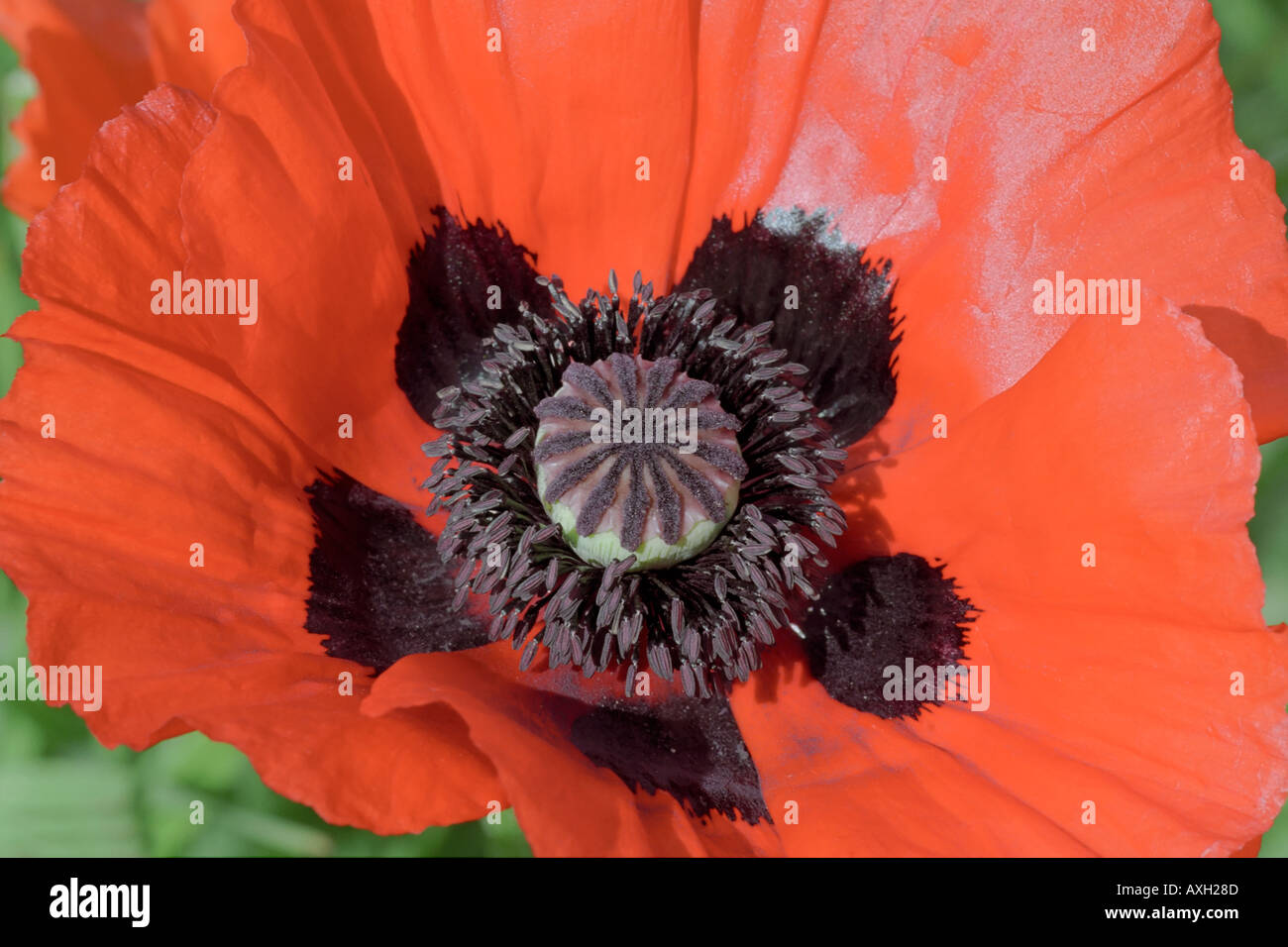 The oriental poppy scientific name papaver orientale hi-res stock ...