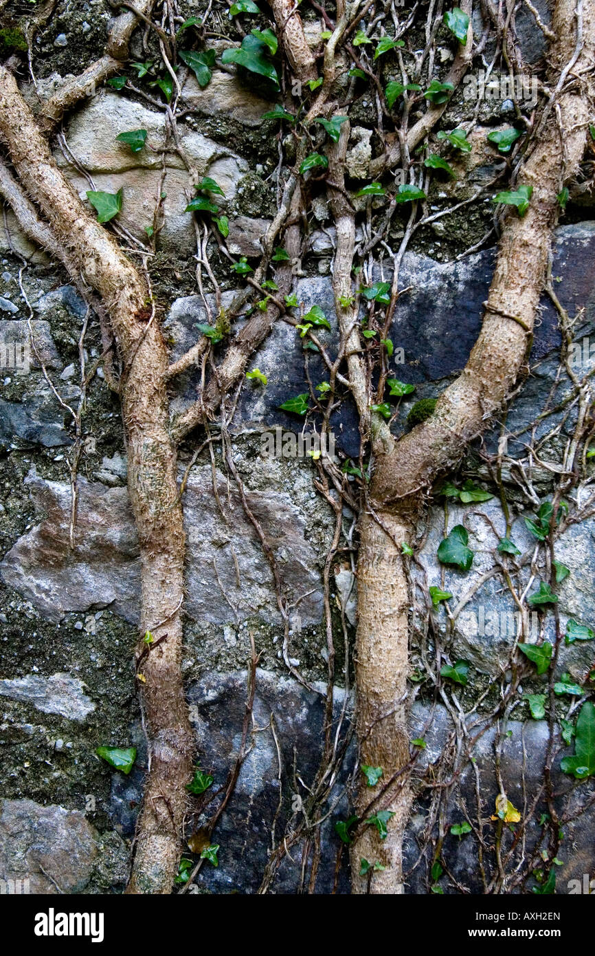 Ivy growing on a stone wall Stock Photo - Alamy