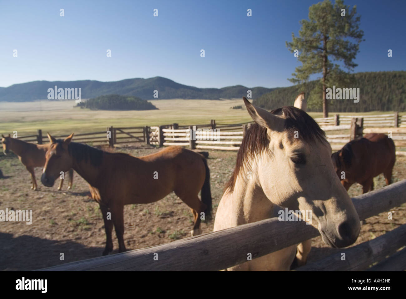 Horses in a corral, Valles Caldera National Preserve, New Mexico Stock ...