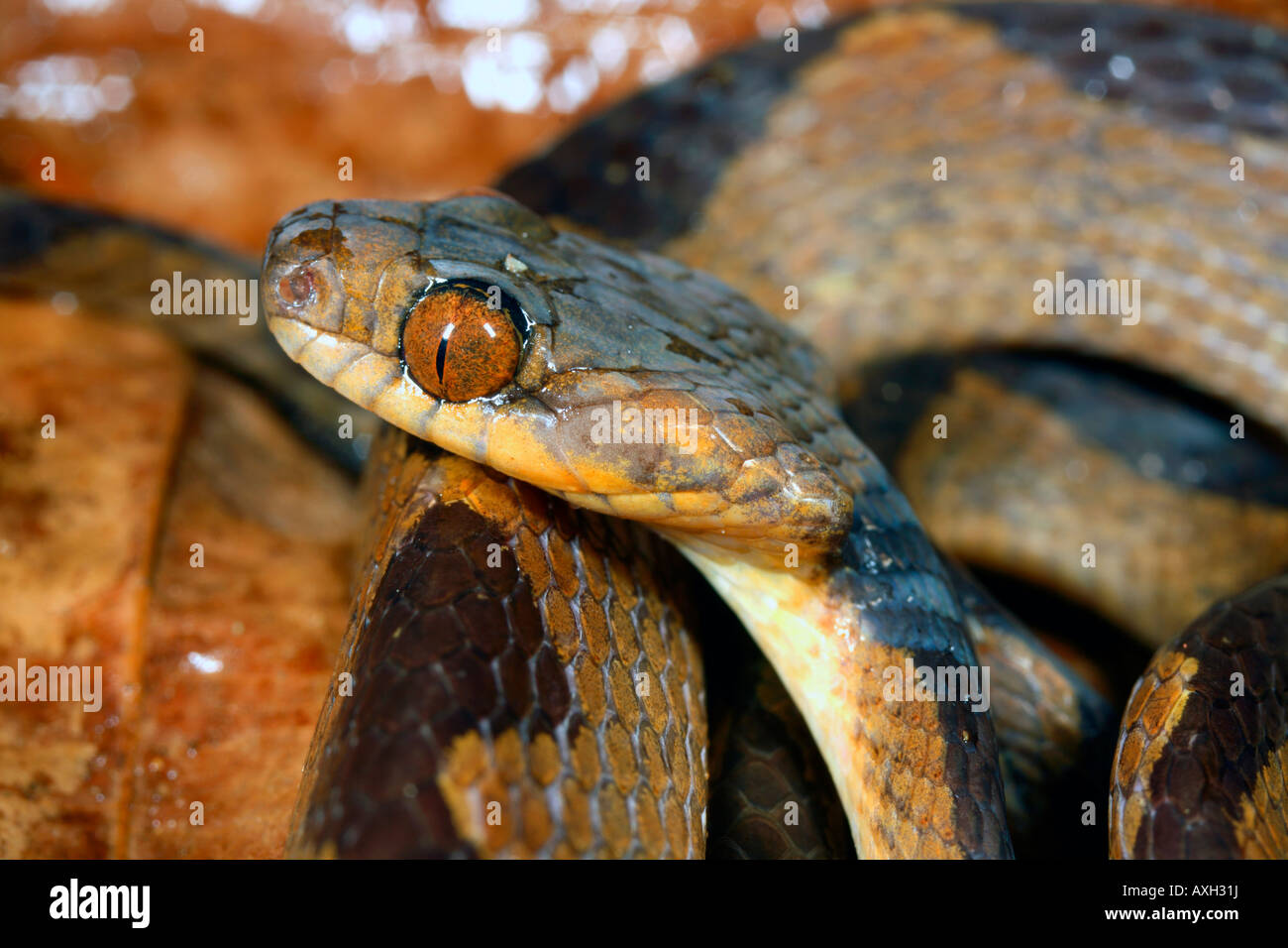 Common cat-eyed snake (Leptodeira annulata) from the Ecuadorian Amazon ...