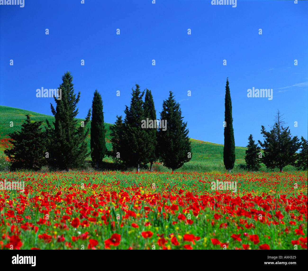 Tuscan landscape and cyprus trees hi-res stock photography and images ...
