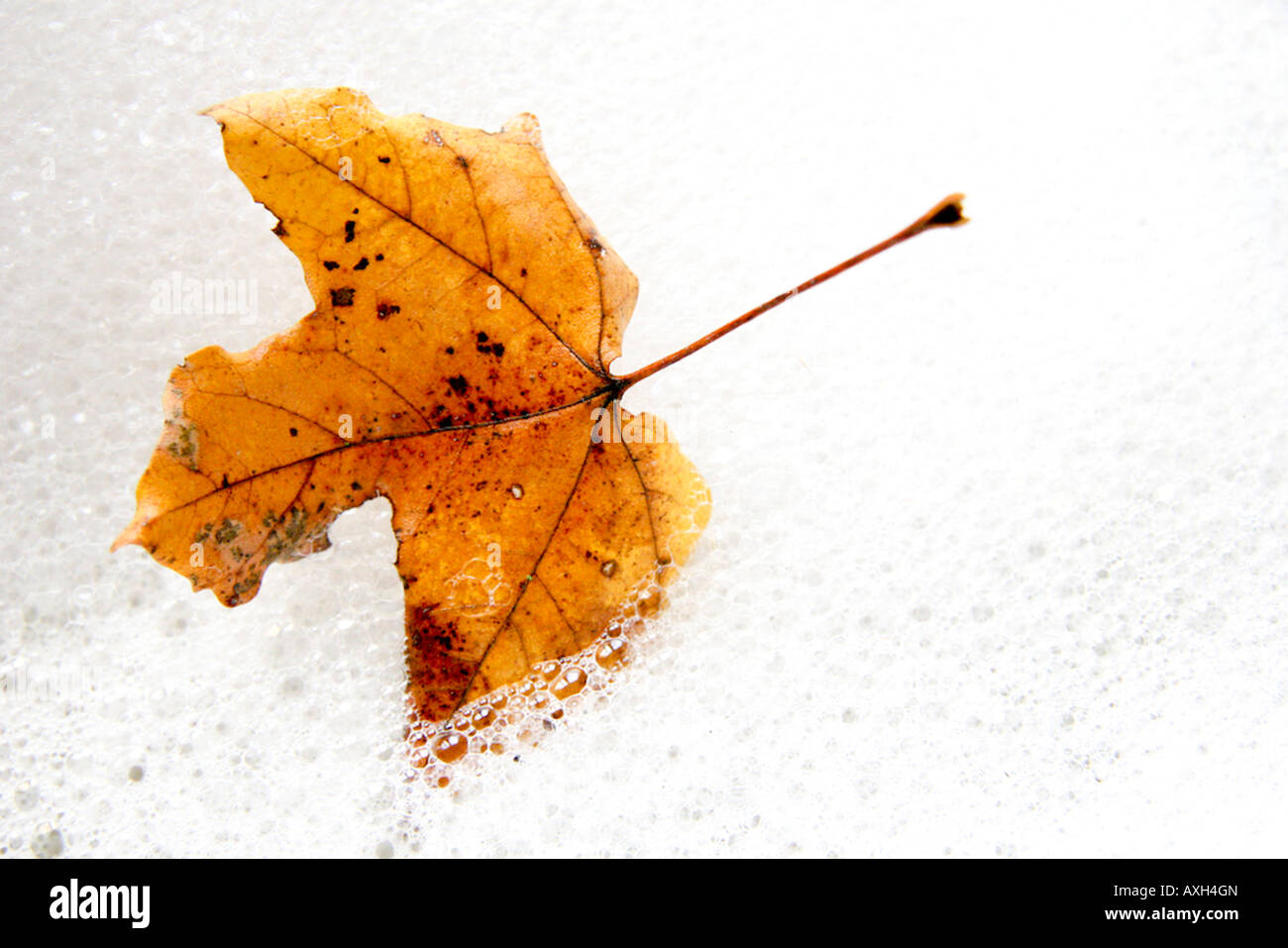 Autumn leaf floating on sea of foam Stock Photo - Alamy