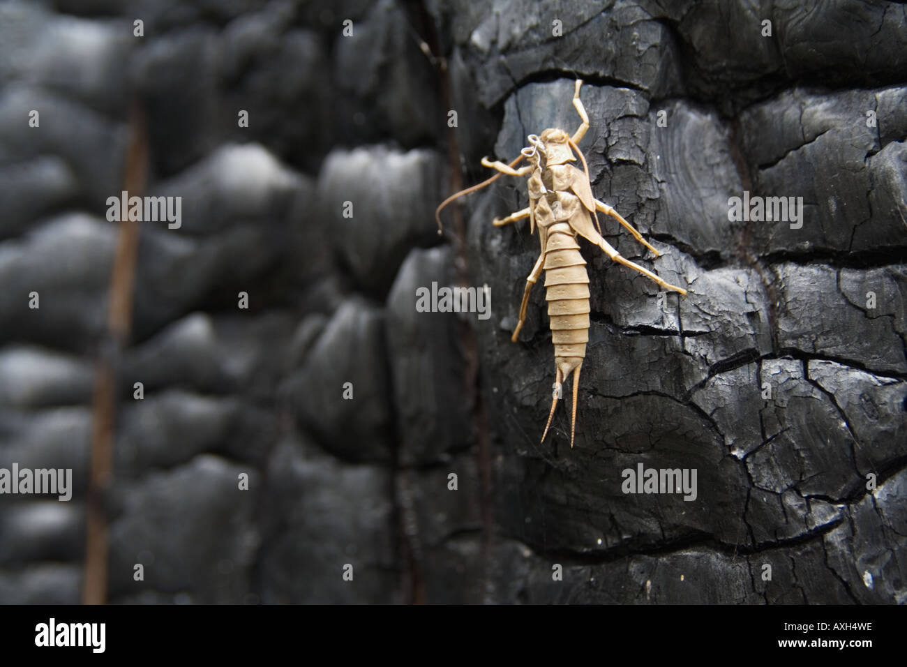 Empty stonefly (Plecoptera) nymph casing on charred tree trunk Frank ...