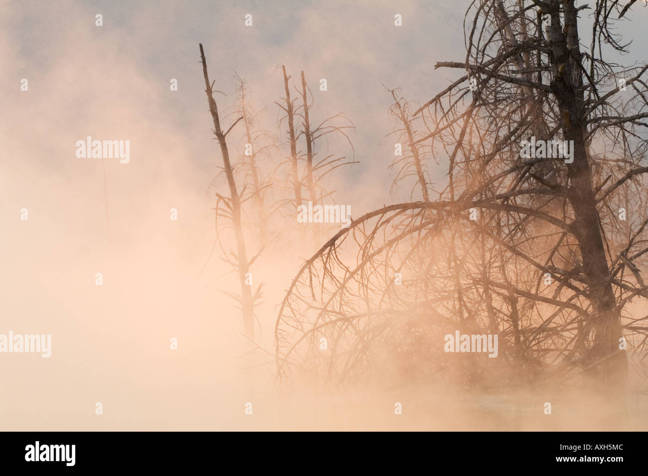 Mineral killed trees hi-res stock photography and images - Alamy