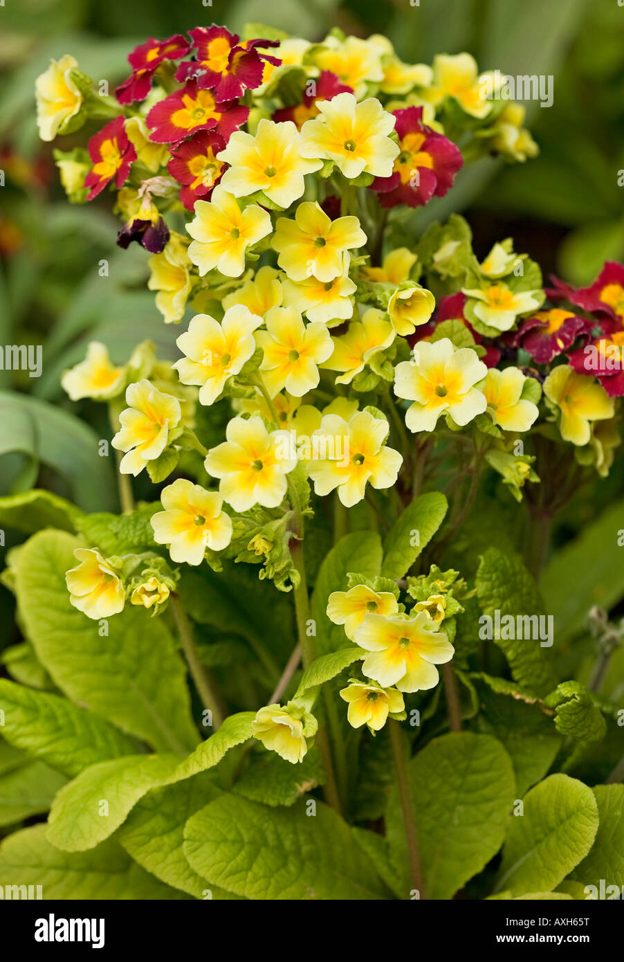 Burgundy and yellow coloured Primulas Stock Photo - Alamy