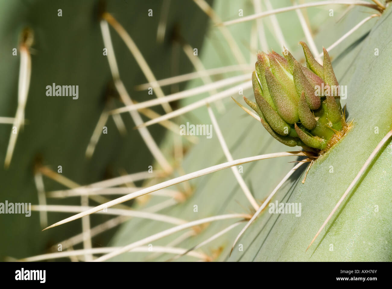 A close up of a prickly pear cactus bud and its thorn Stock Photo - Alamy