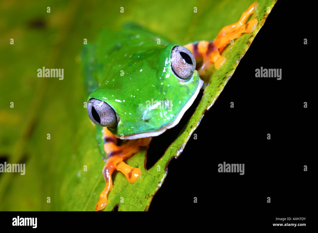 Barred Monkey Frog (Phyllomedusa tomopterna Stock Photo - Alamy
