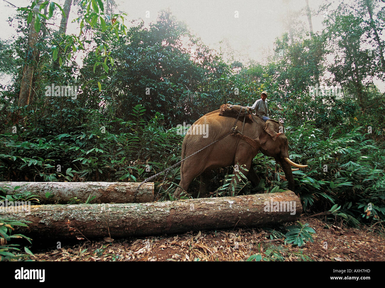 Asian Elephants working in logging industry in rainforests of Muang ...