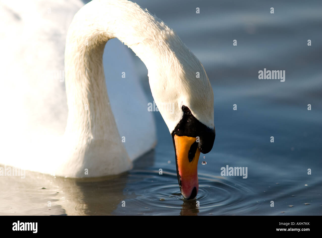 Male female swan hi-res stock photography and images - Alamy