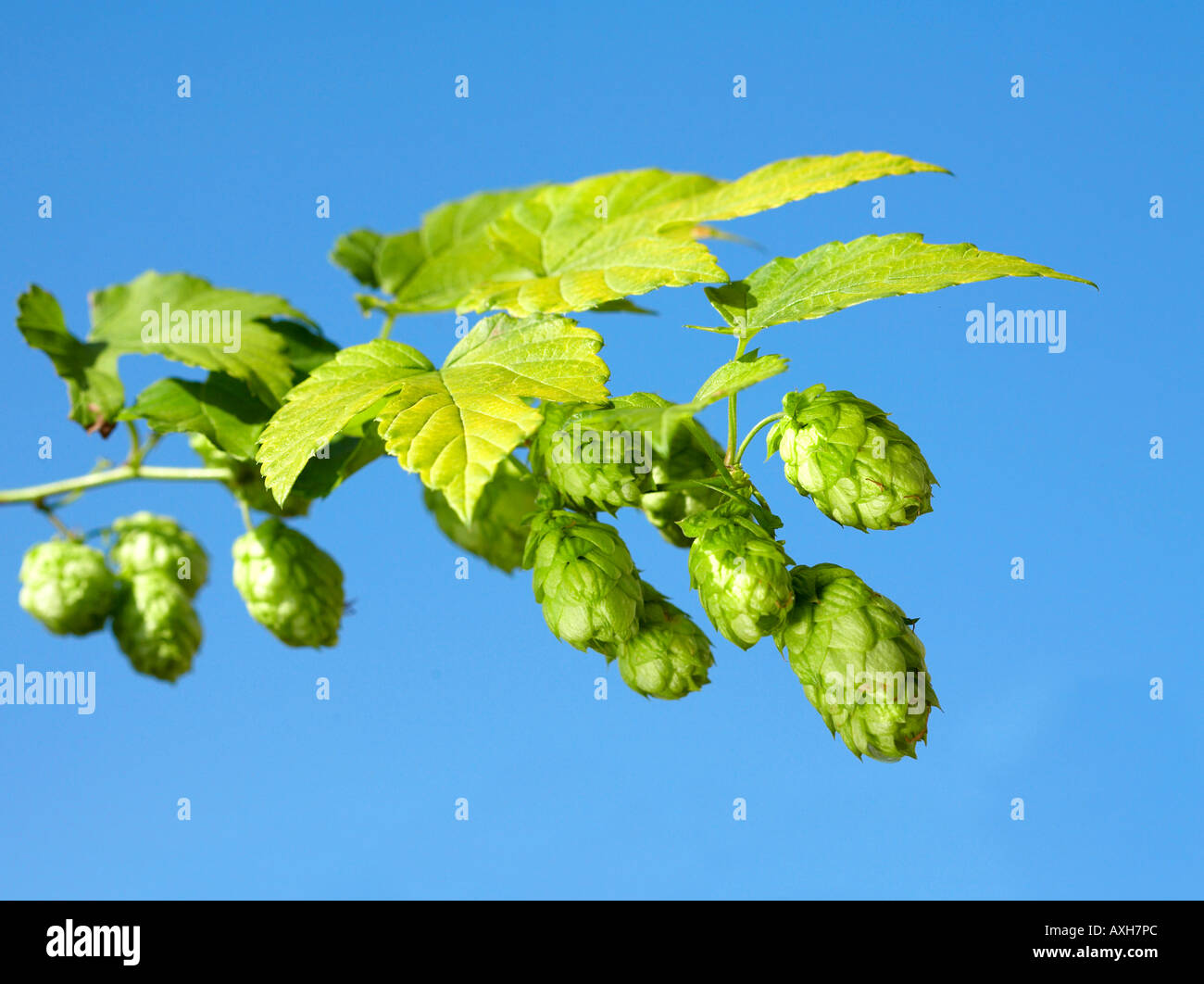 Hops humulus lupulus aureus hi-res stock photography and images - Alamy