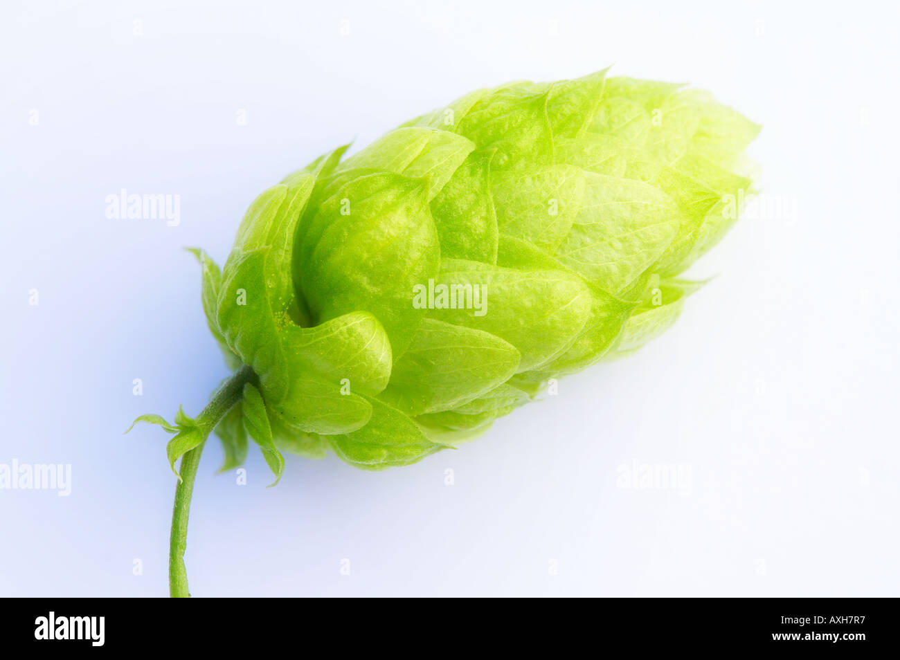 Golden Hops Single Head High Detail Closeup on White background Stock ...