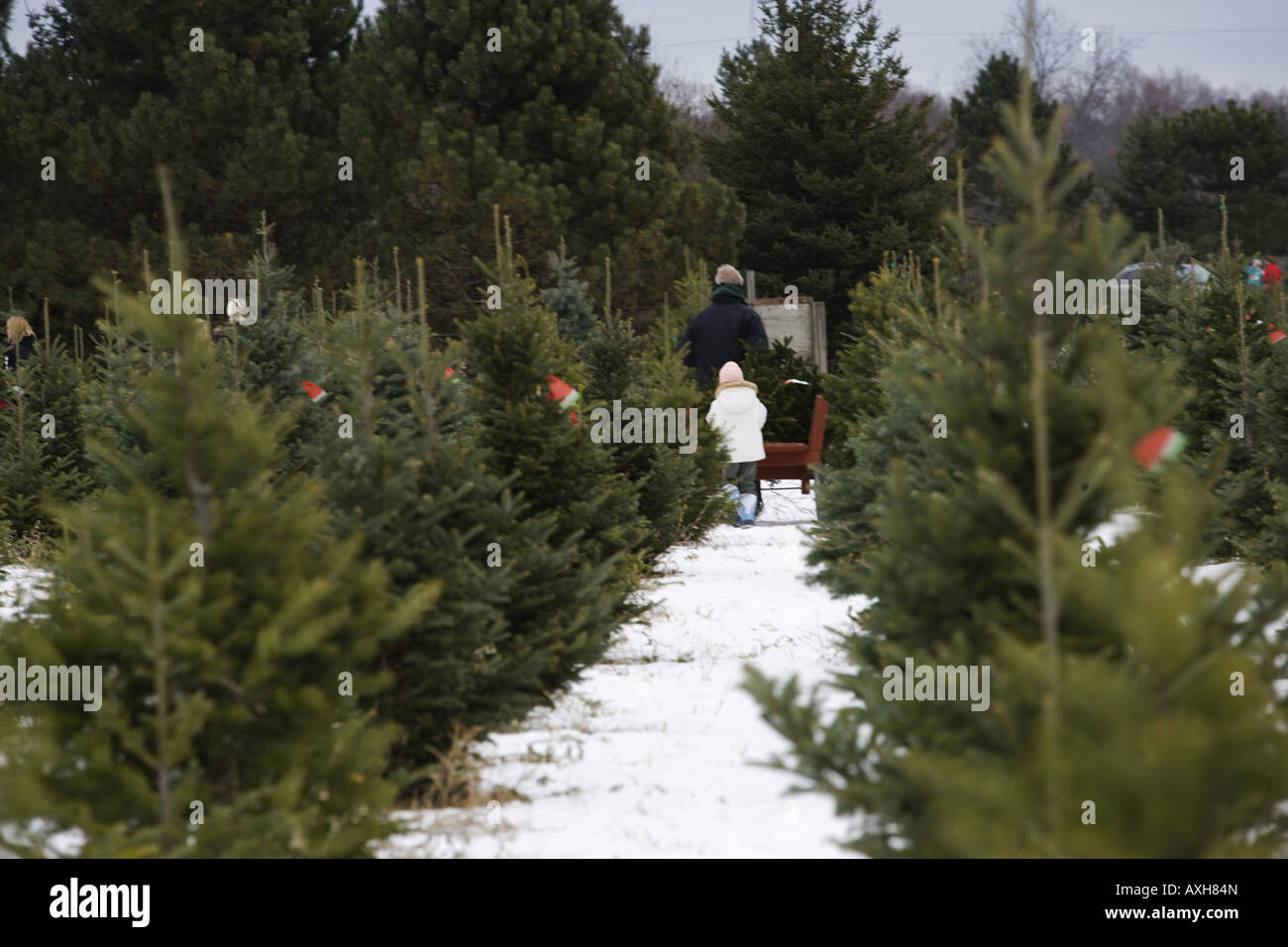 Mother and daughter walk through christmas tree lot Stock Photo - Alamy