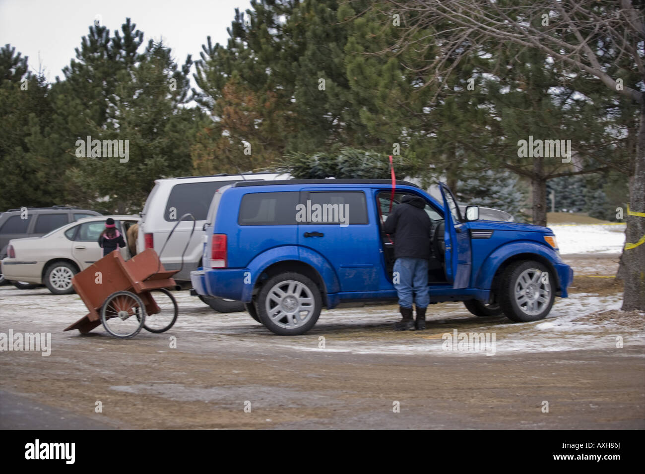 Man loading christmas tree to top of blue car Stock Photo - Alamy