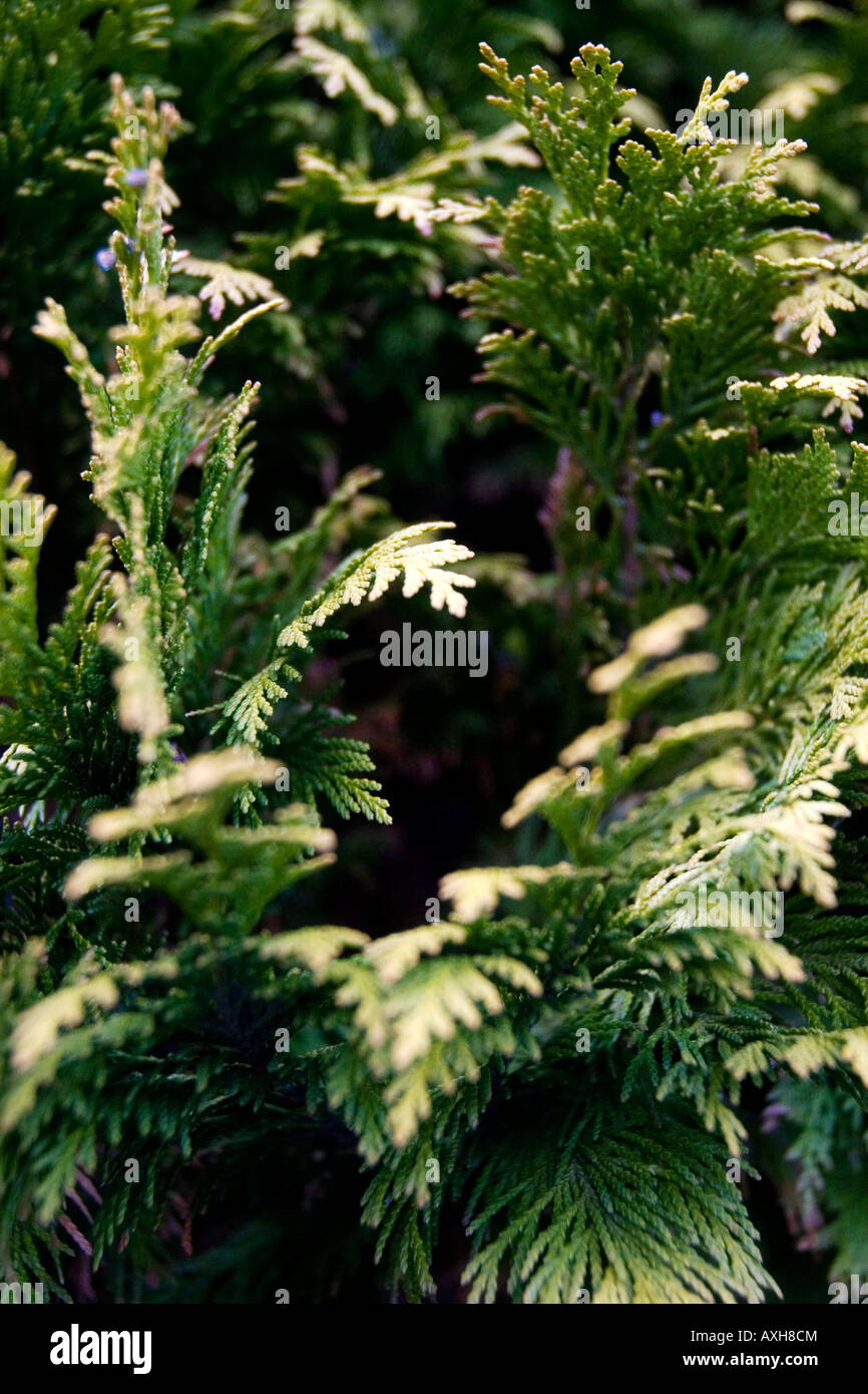 A fern tree Stock Photo - Alamy