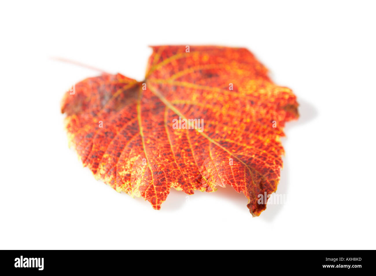 Autumn Leaf on White Background Stock Photo - Alamy