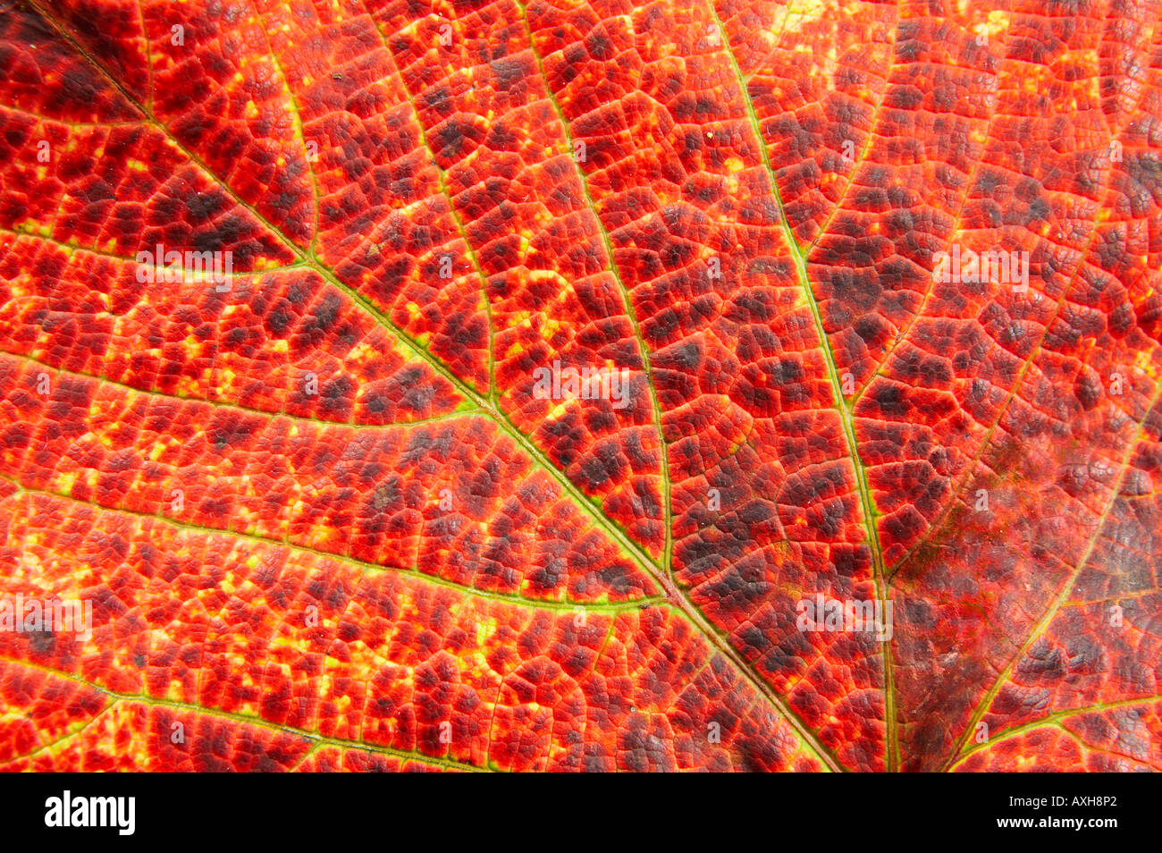 Autumn leaf texture closeup Stock Photo - Alamy