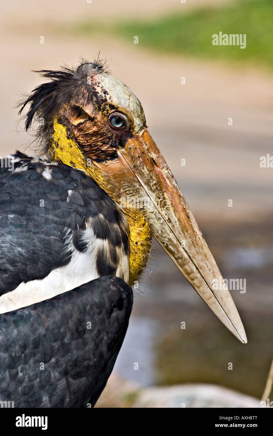 Flock wild african marabou hi-res stock photography and images - Alamy