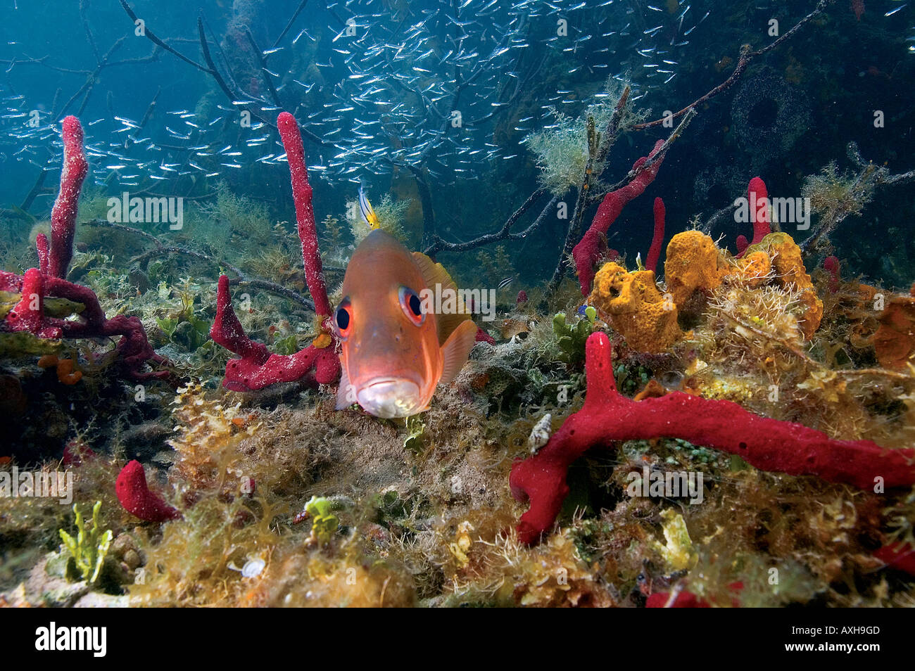 Snappers, Lutjanus apadus, under colorful mangrove roots, Tobacco Cay ...
