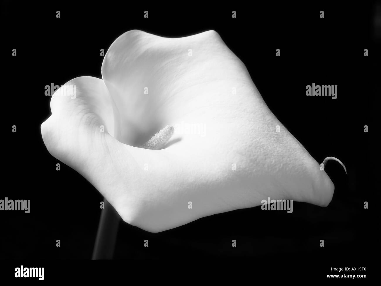 Death lilly Black and White Stock Photos & Images - Alamy