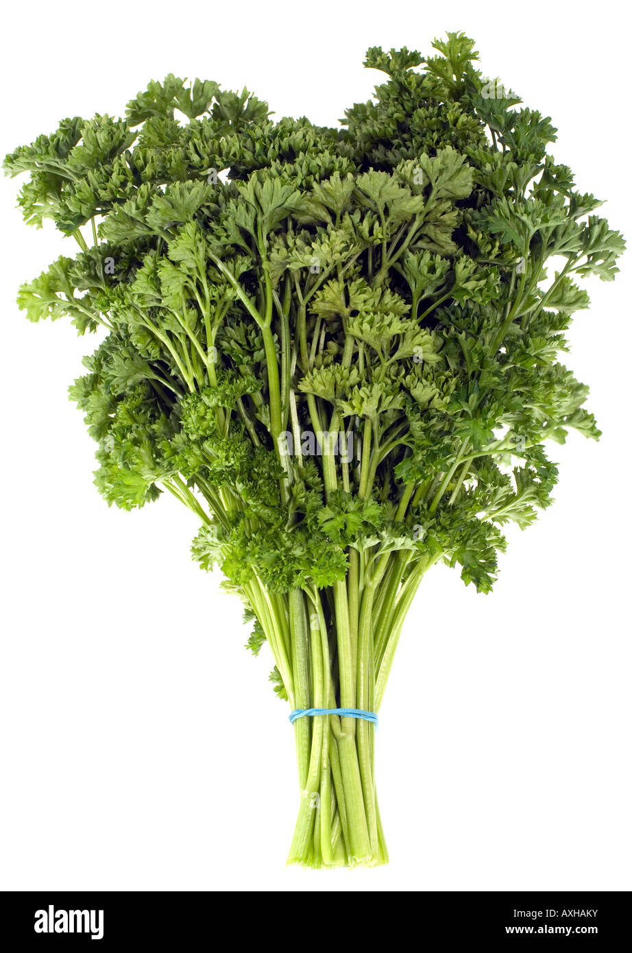 Bunch of fresh green Parsley stems Stock Photo - Alamy