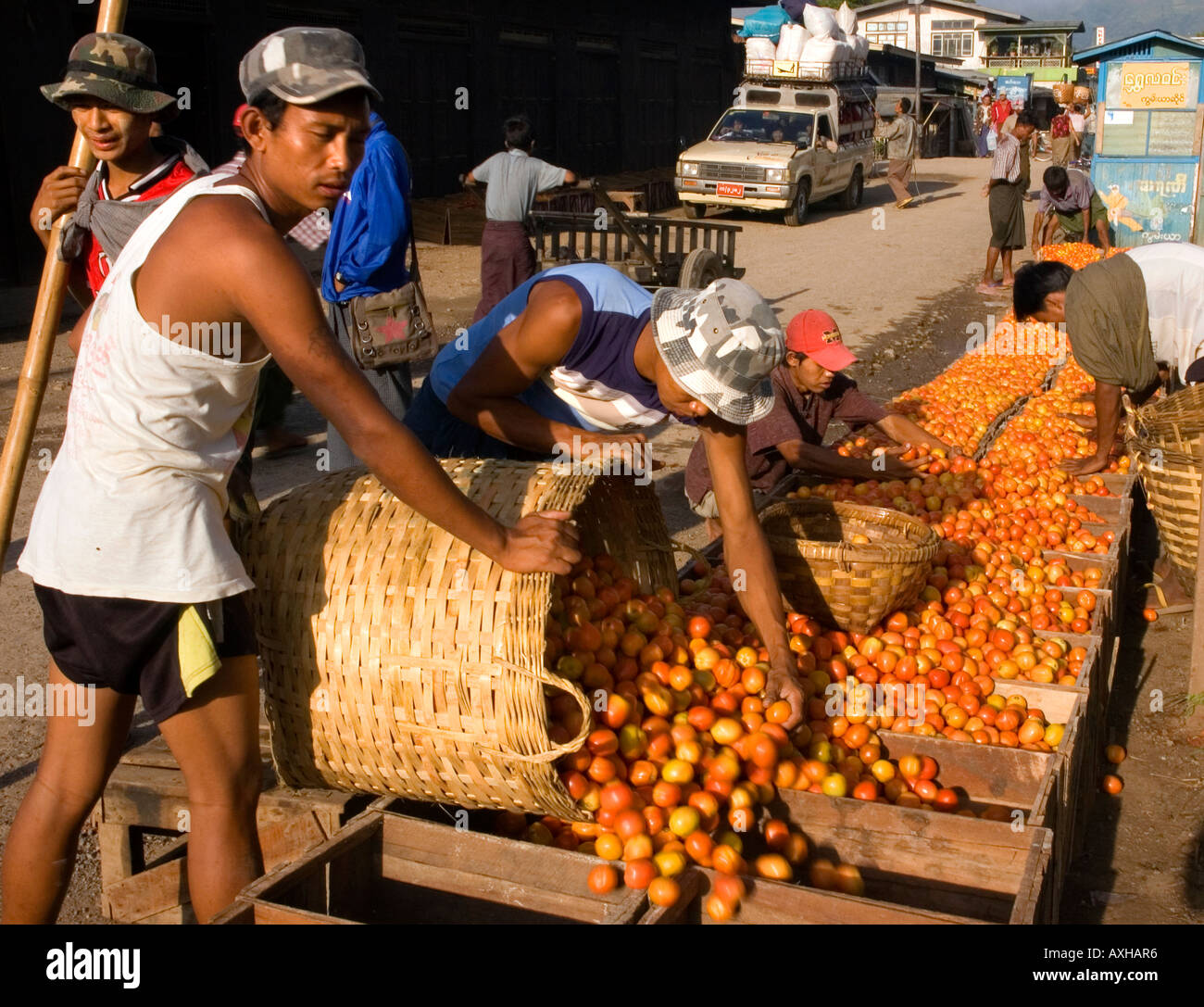 Stock photograph of men packing boxes of tomatoes for transport to ...