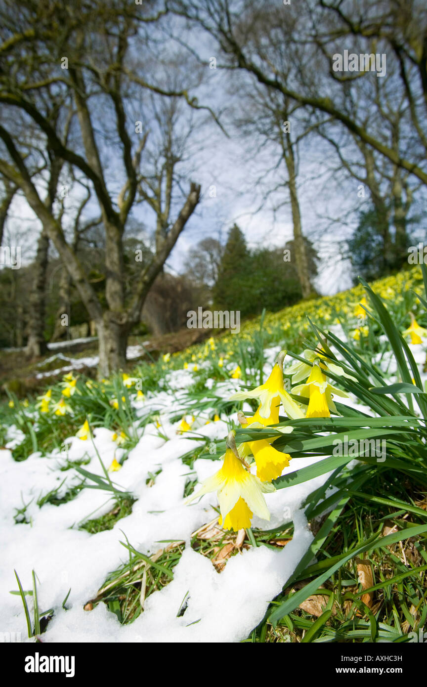 William Wordsworth Daffodils
