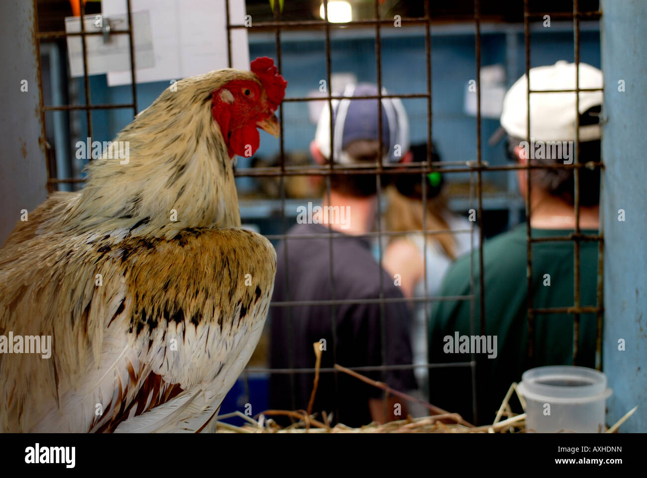 Caged rooster hi-res stock photography and images - Alamy