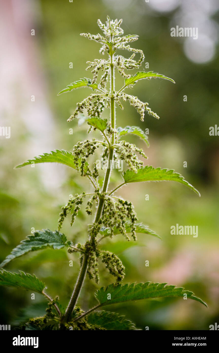 Close up of stinging nettle plant Stock Photo - Alamy
