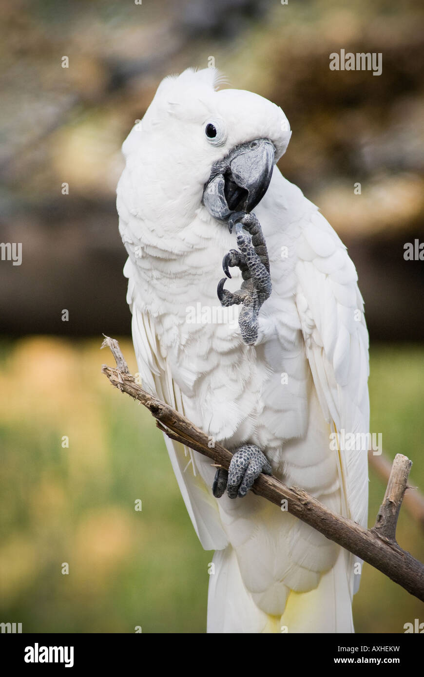 Playful Australian bird Stock Photo - Alamy