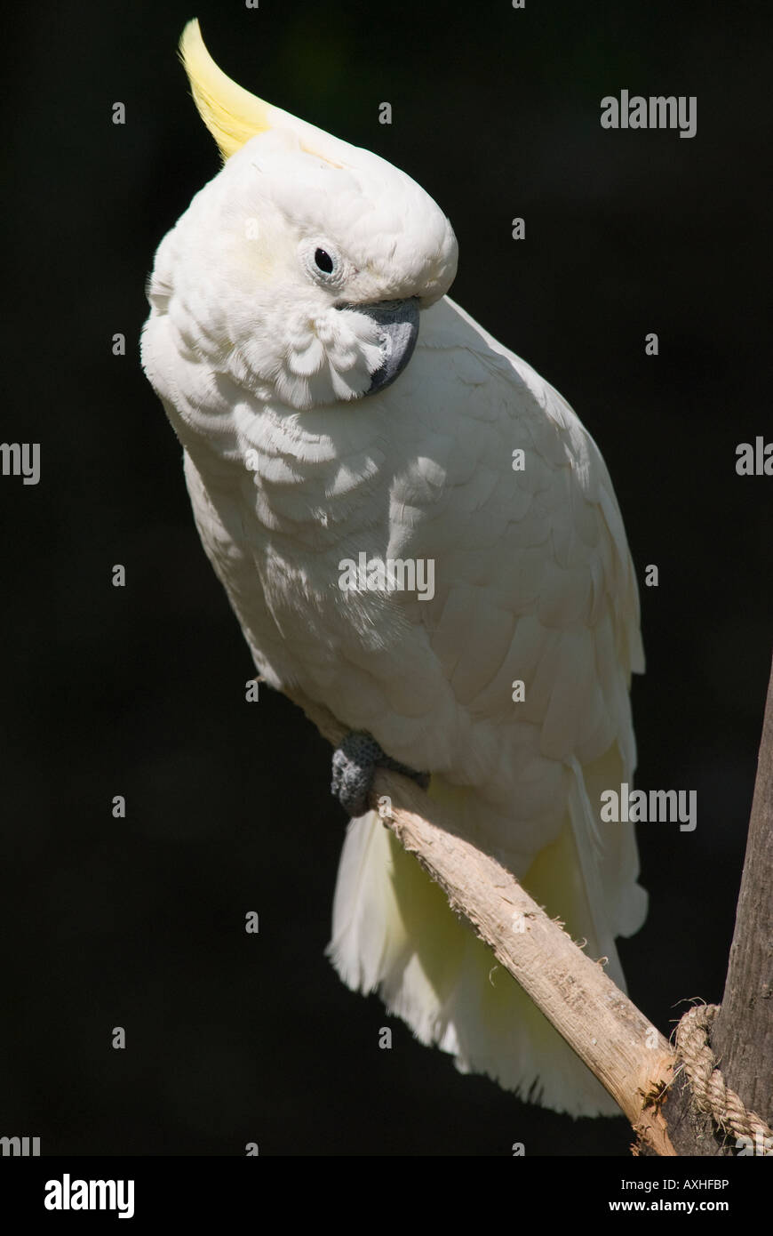 The green cockatoo hi-res stock photography and images - Alamy