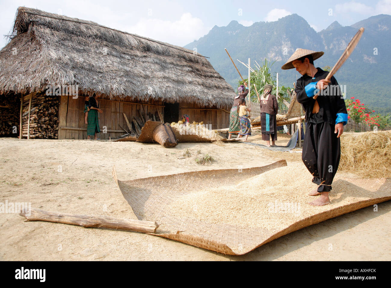 Rice Harvest in Laos Village Stock Photo - Alamy