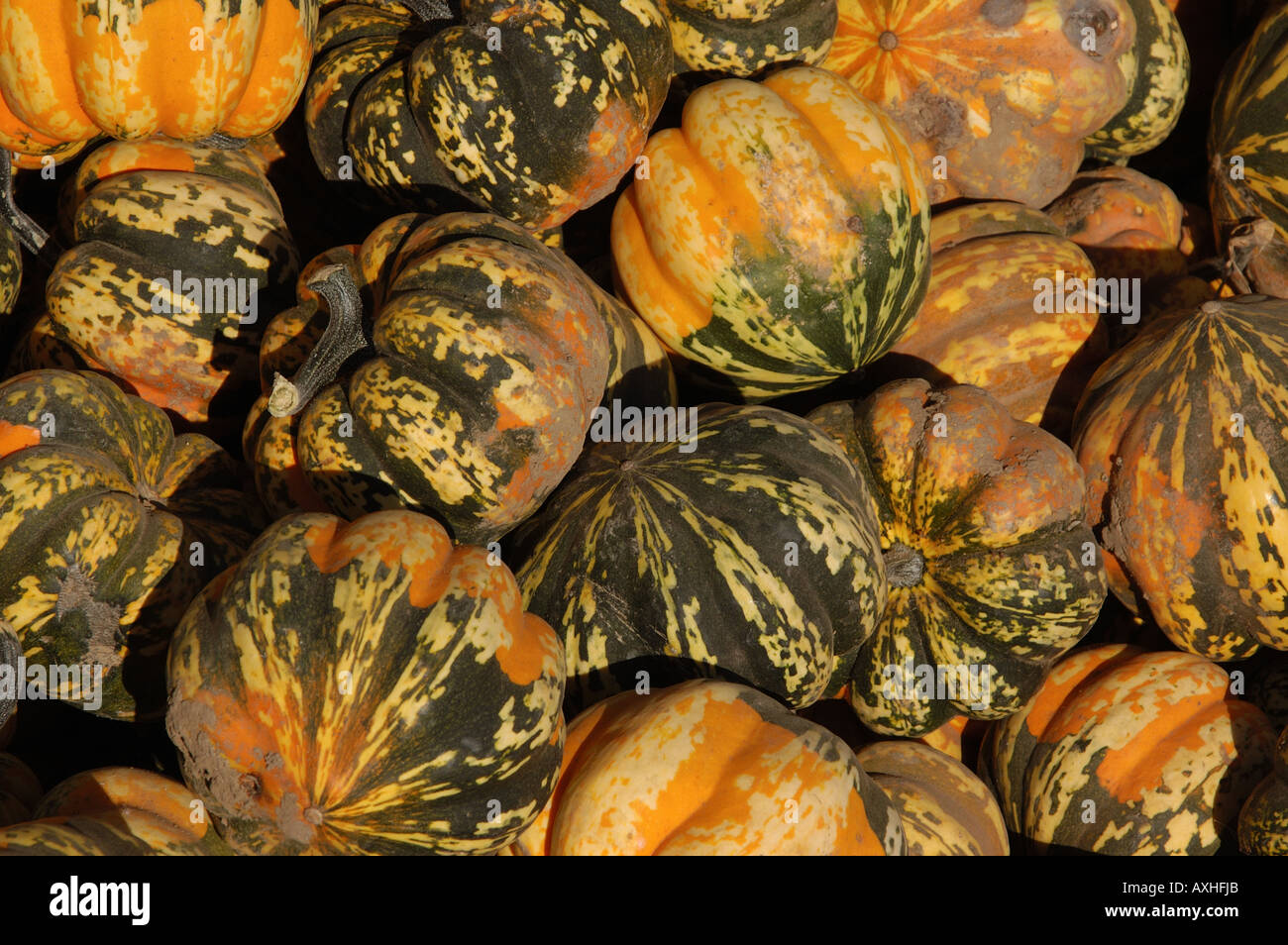 Goards hi-res stock photography and images - Alamy