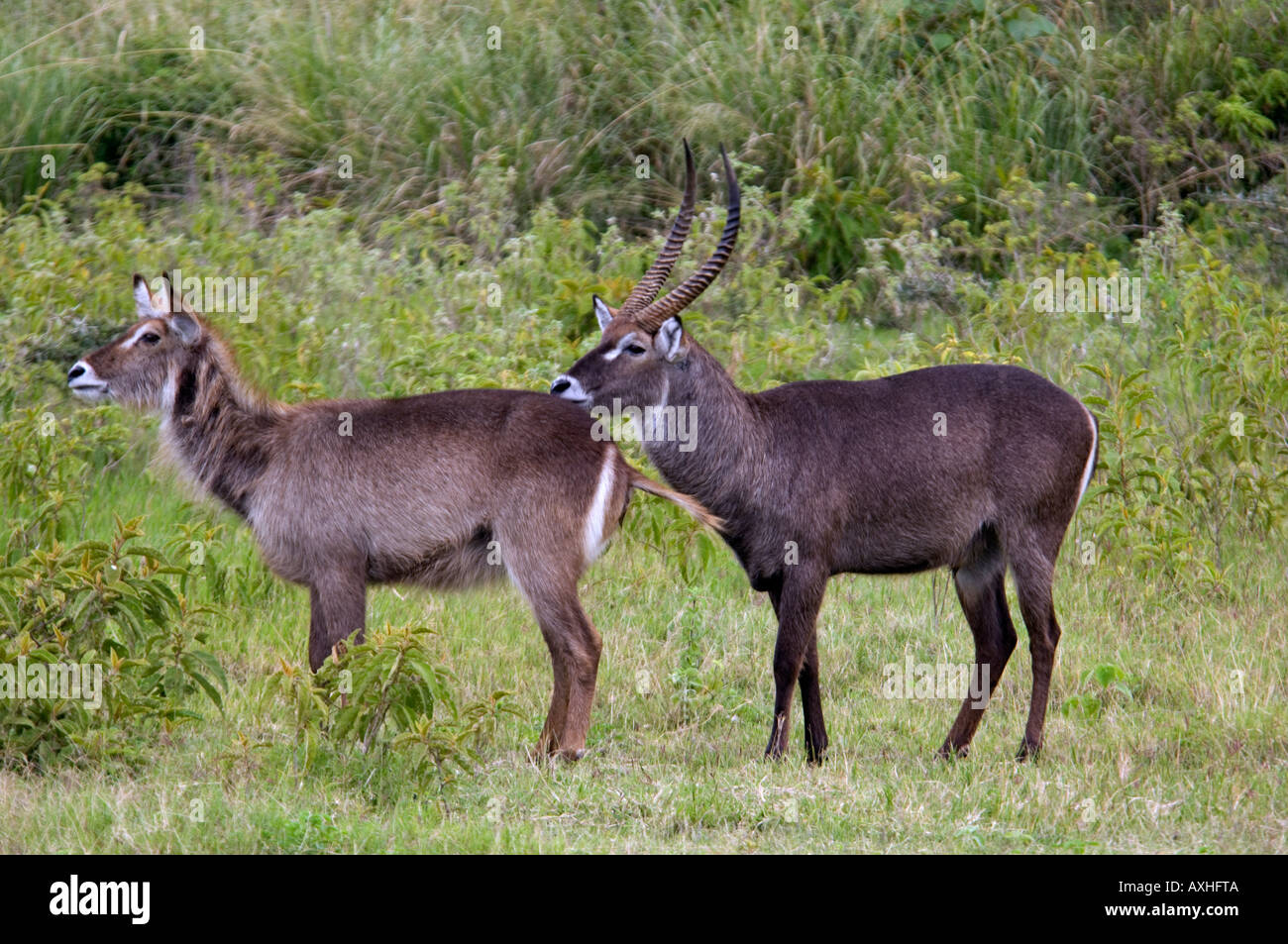Tanzania waterbucks hi-res stock photography and images - Alamy