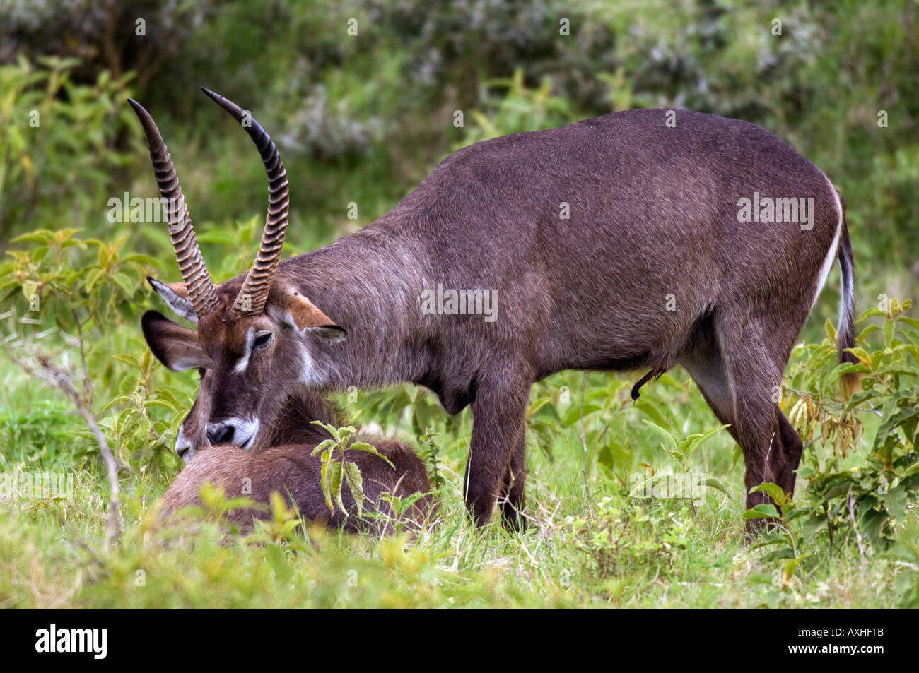 Tanzania waterbucks hi-res stock photography and images - Alamy