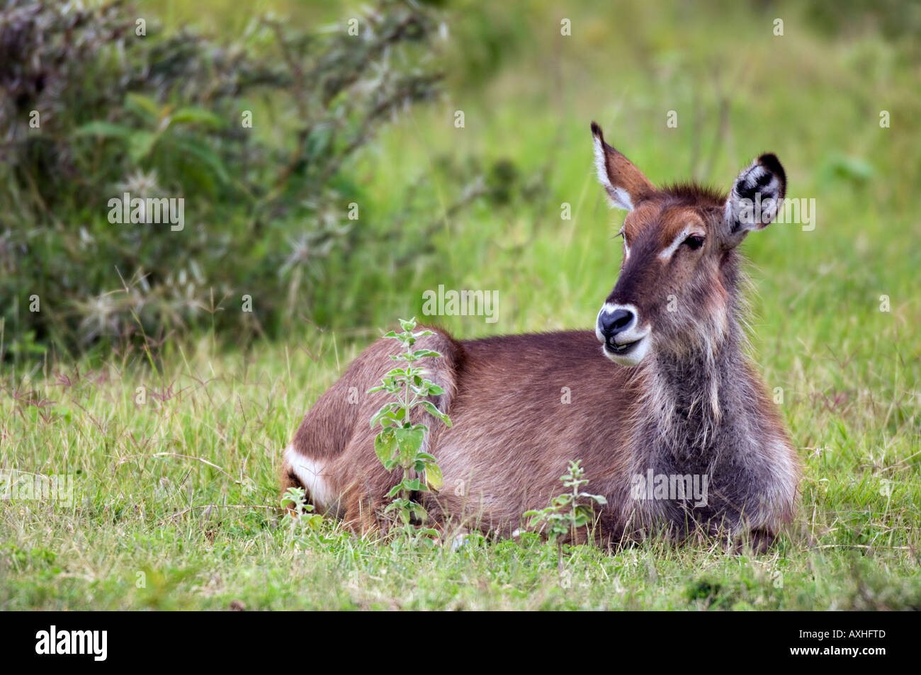 Tanzania Arusha National Park young Common waterbuck kobus ...