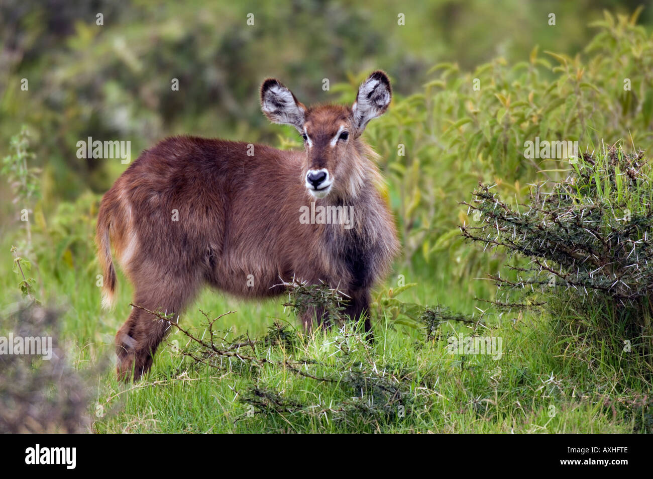 Young common waterbuck kobus hi-res stock photography and images - Alamy