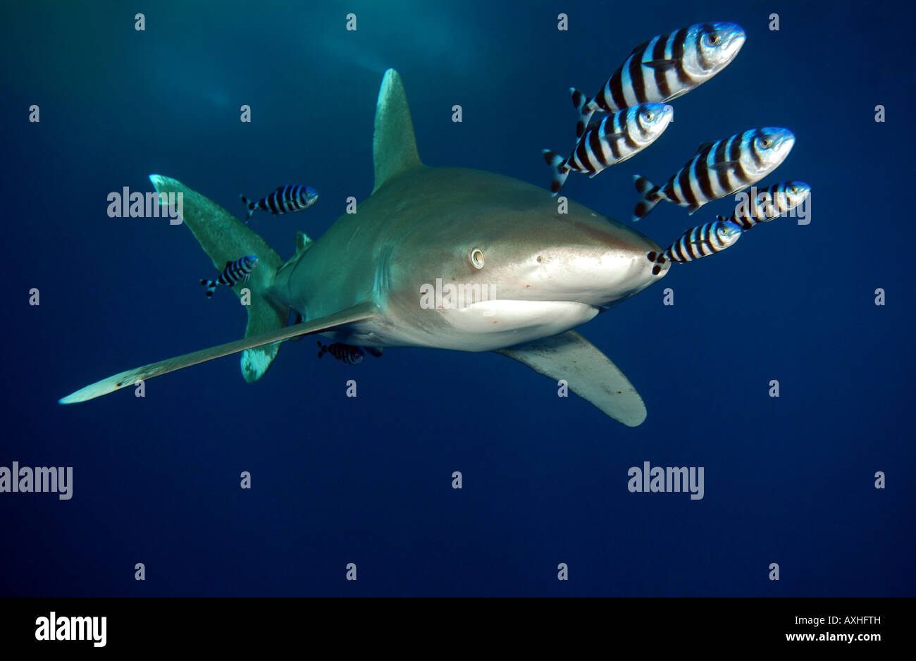 Red sea shark hi-res stock photography and images - Alamy