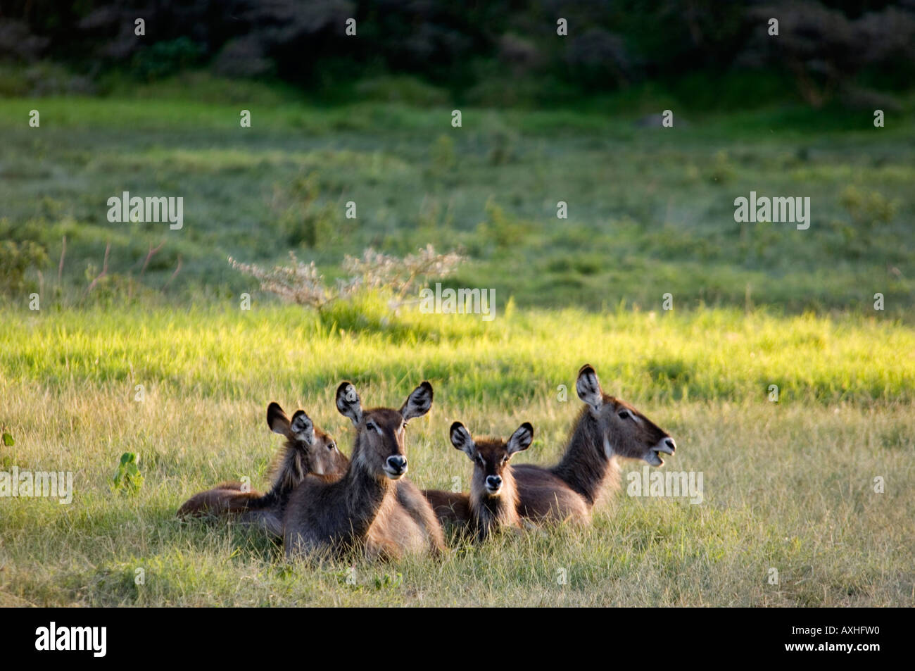 Tanzania Arusha National Park Common waterbuck kobus ellipsiprymnus ...