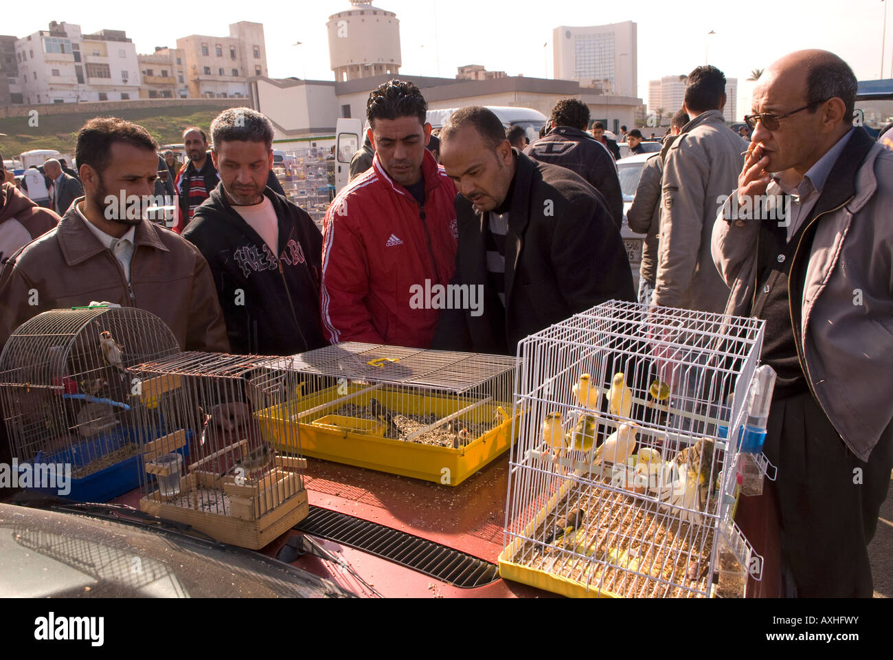 Birds on sale at Friday animal market Tripoli Libya Stock Photo - Alamy
