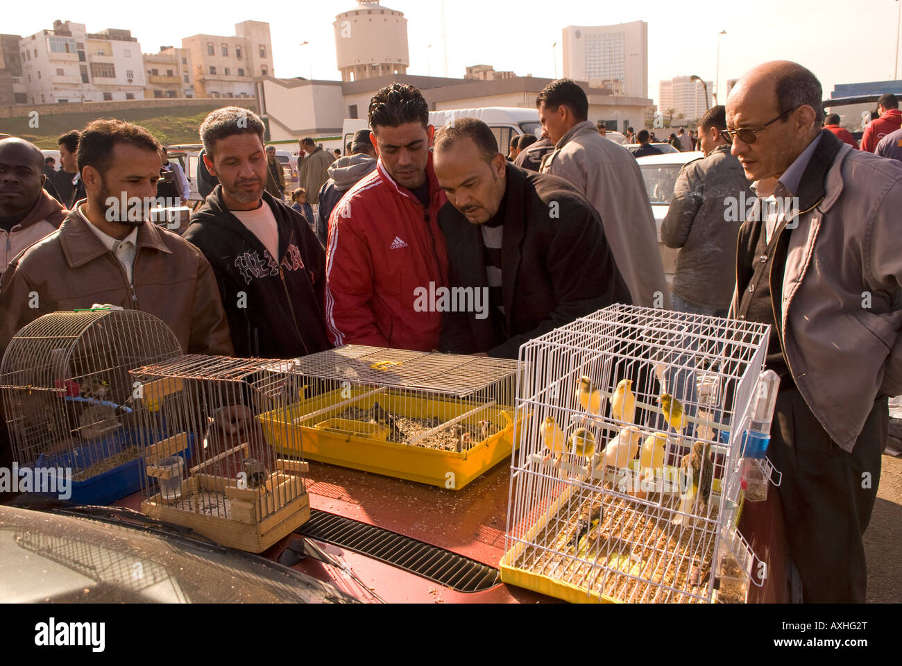 Birds on sale at Friday animal market Tripoli Libya Stock Photo - Alamy