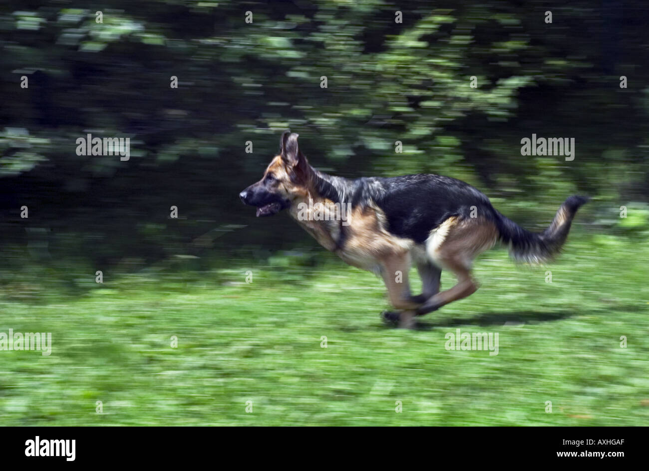 german shepherd running Stock Photo - Alamy