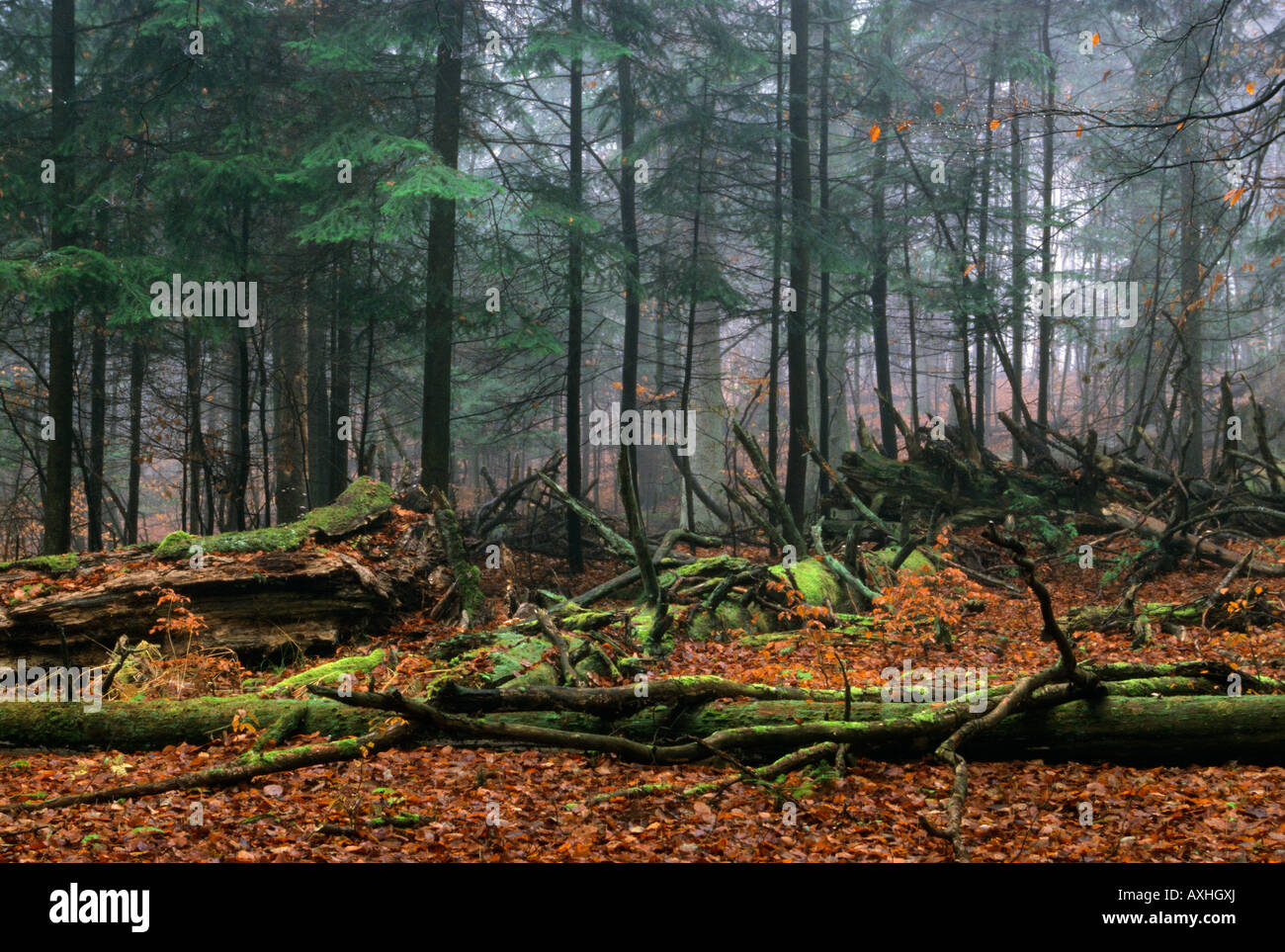 Roztocze National Park Stock Photo - Alamy