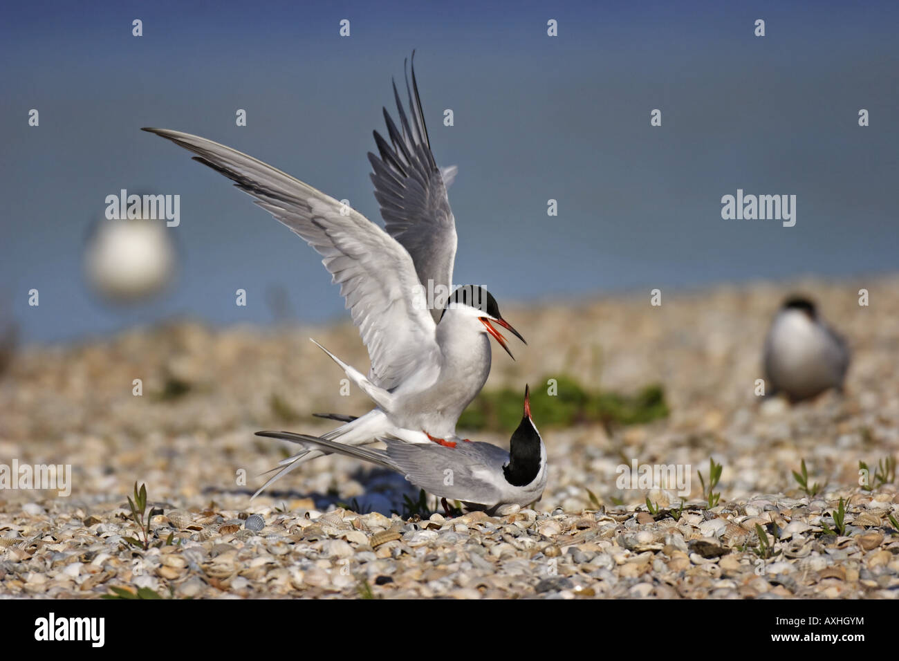 Flußseeschwalbe (sterna hirundo) pairing pair common tern Stock Photo ...