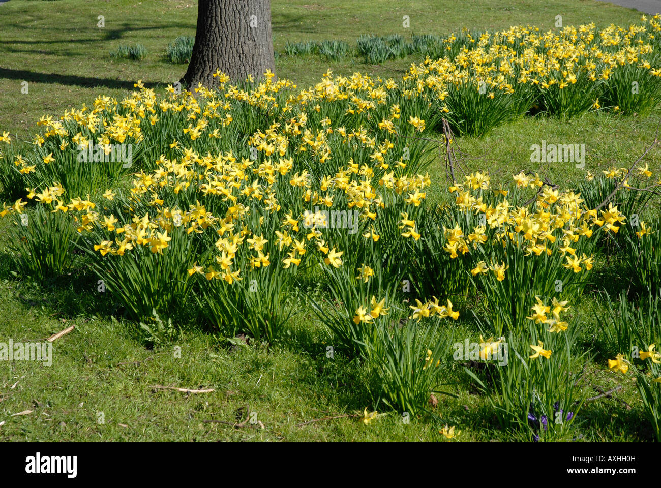 Growing at the roadside hi-res stock photography and images - Alamy
