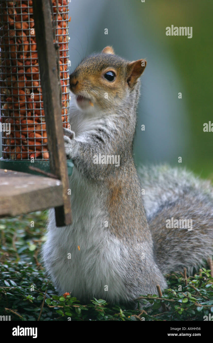 Squirrel eating nuts at a bird table Stock Photo - Alamy